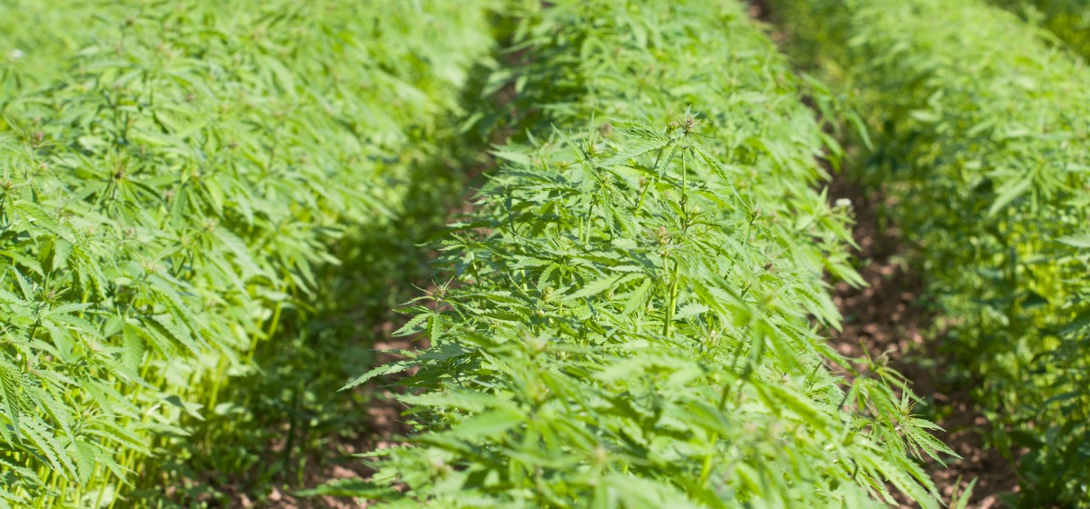 Hemp Production & Processing | Compliance & Contracts