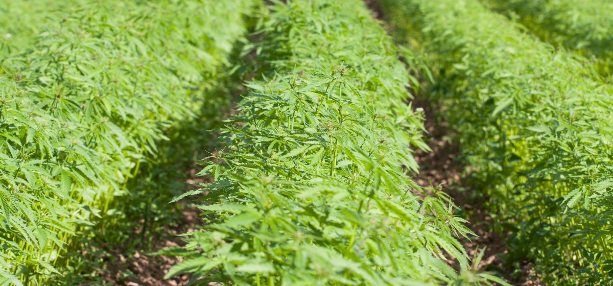 Denver, Colorado Hemp Processing and Production Law Firm
